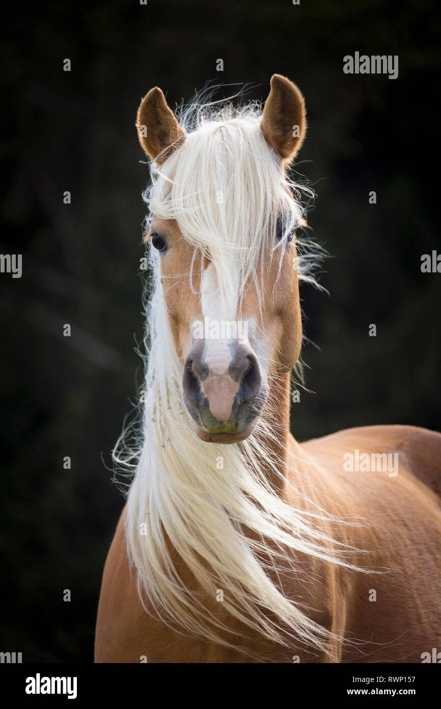 Portrait de cheval haflinger d'une jument tyrol du sud Banque de ...