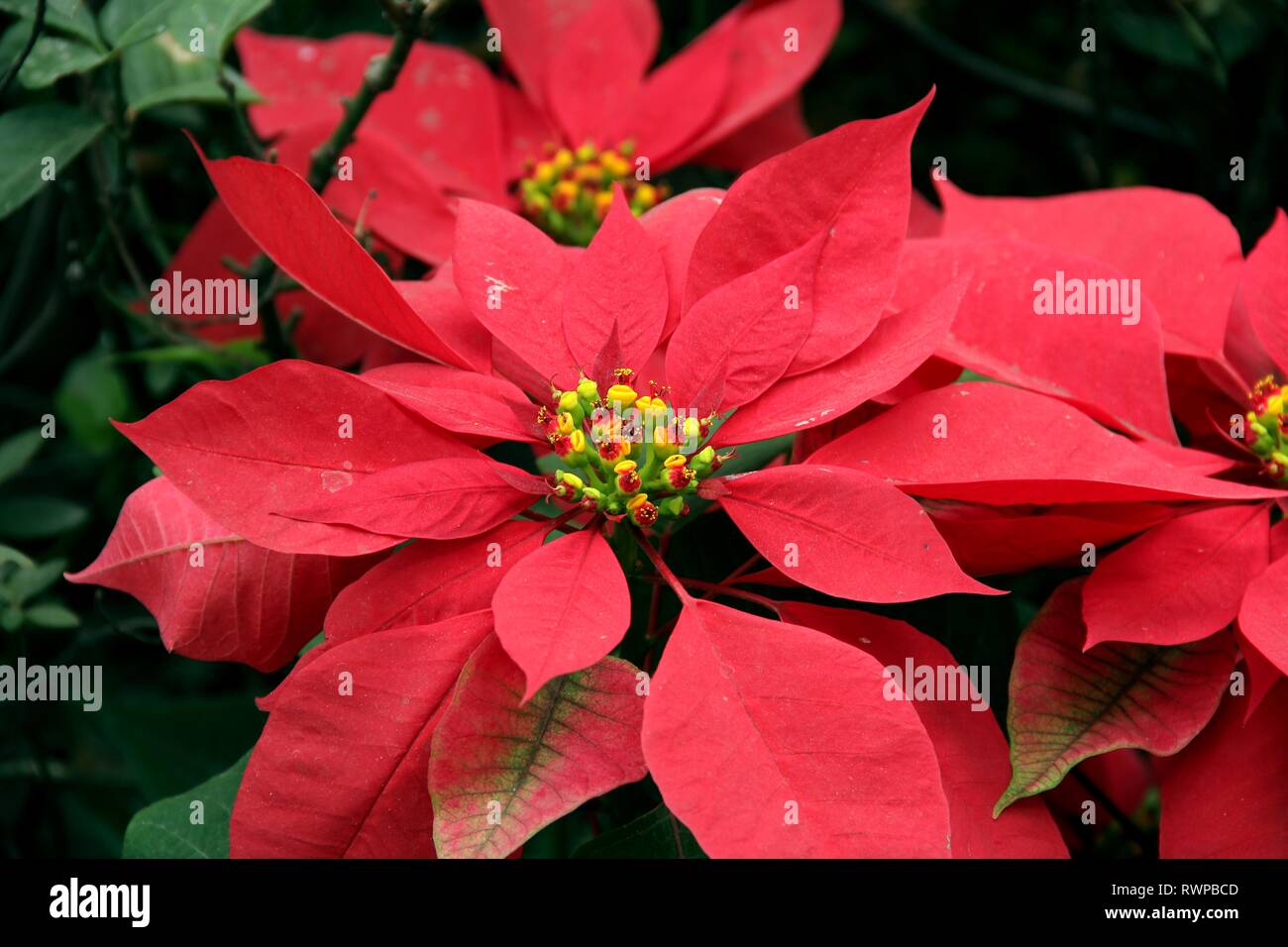 La flor de nochebuena Banque de photographies et d’images à haute ...