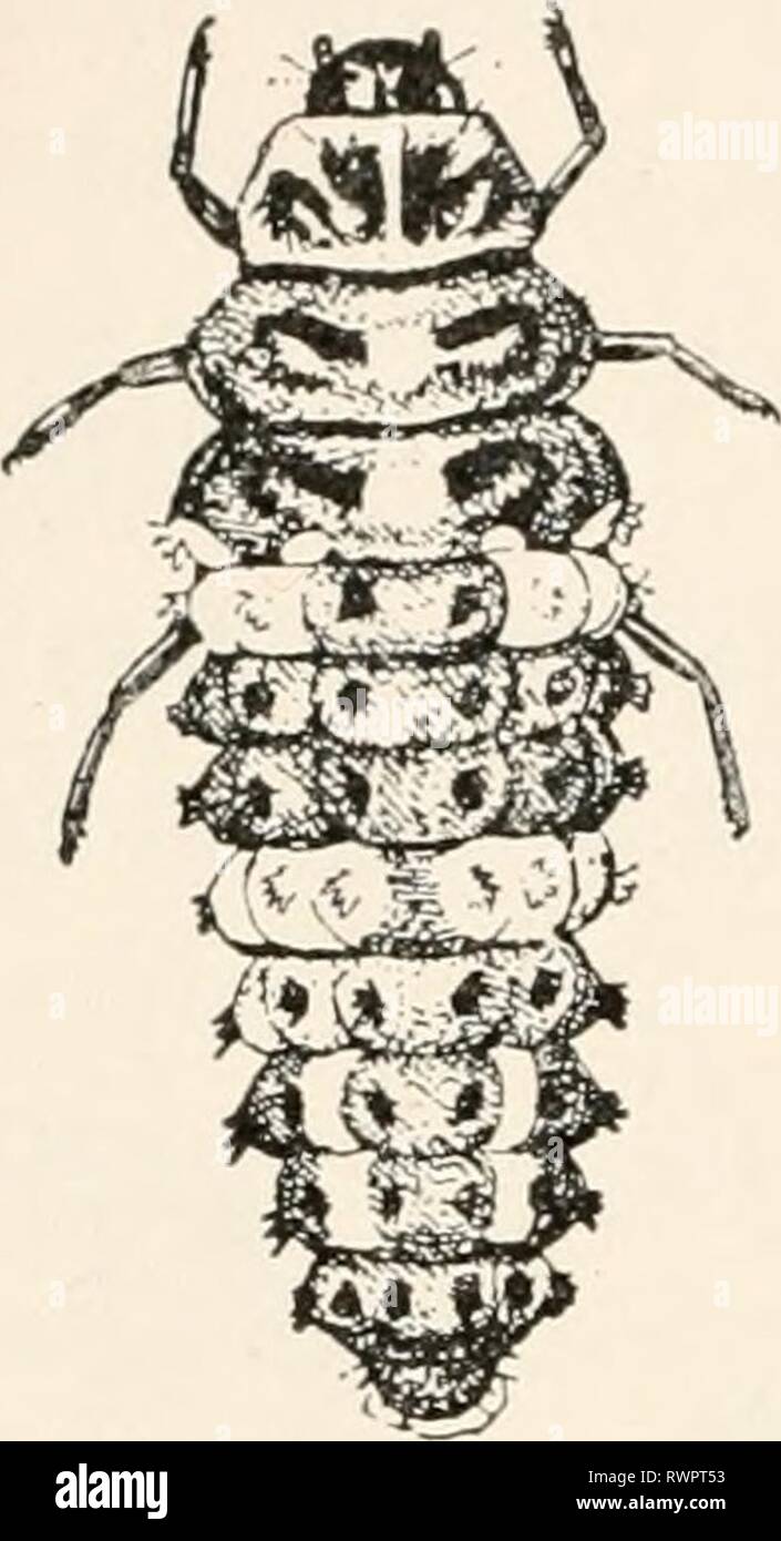 Famille des poux dessin Banque de photographies et d’images à haute ...