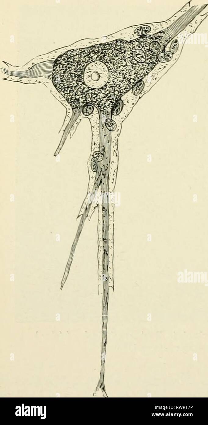 Éléments d'histologie (1898) Éléments d'histologie ...