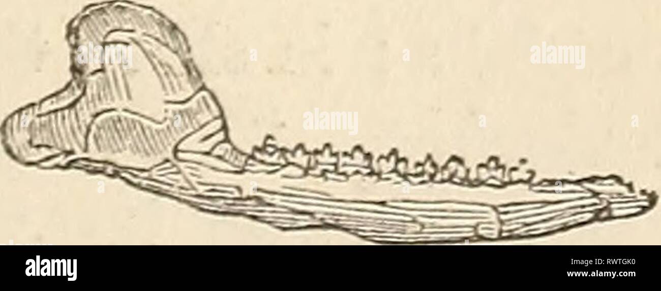 Coronoid process Banque de photographies et d’images à haute résolution ...
