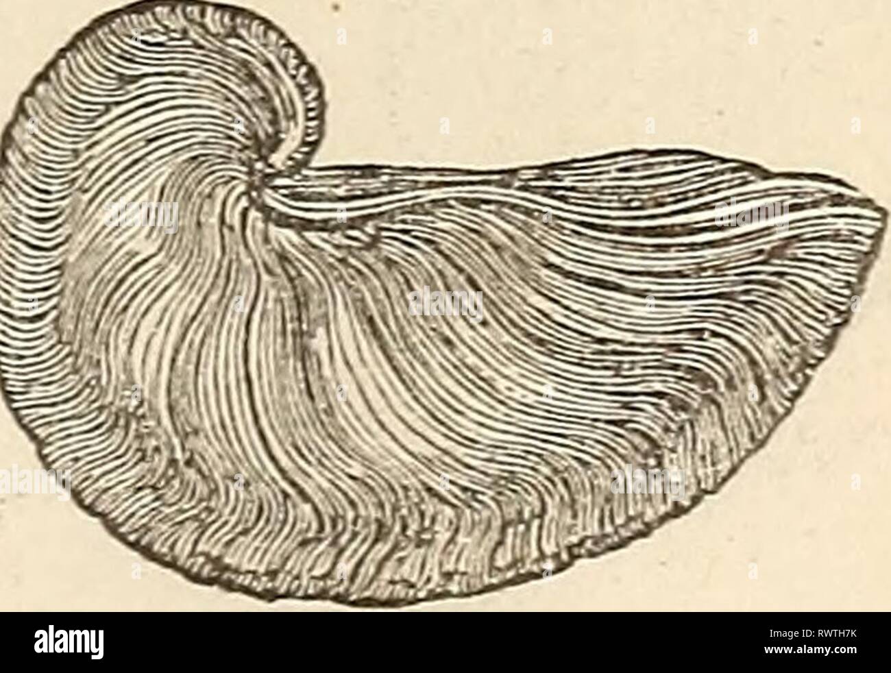 Plagiostoma giganteum Banque de photographies et d’images à haute ...