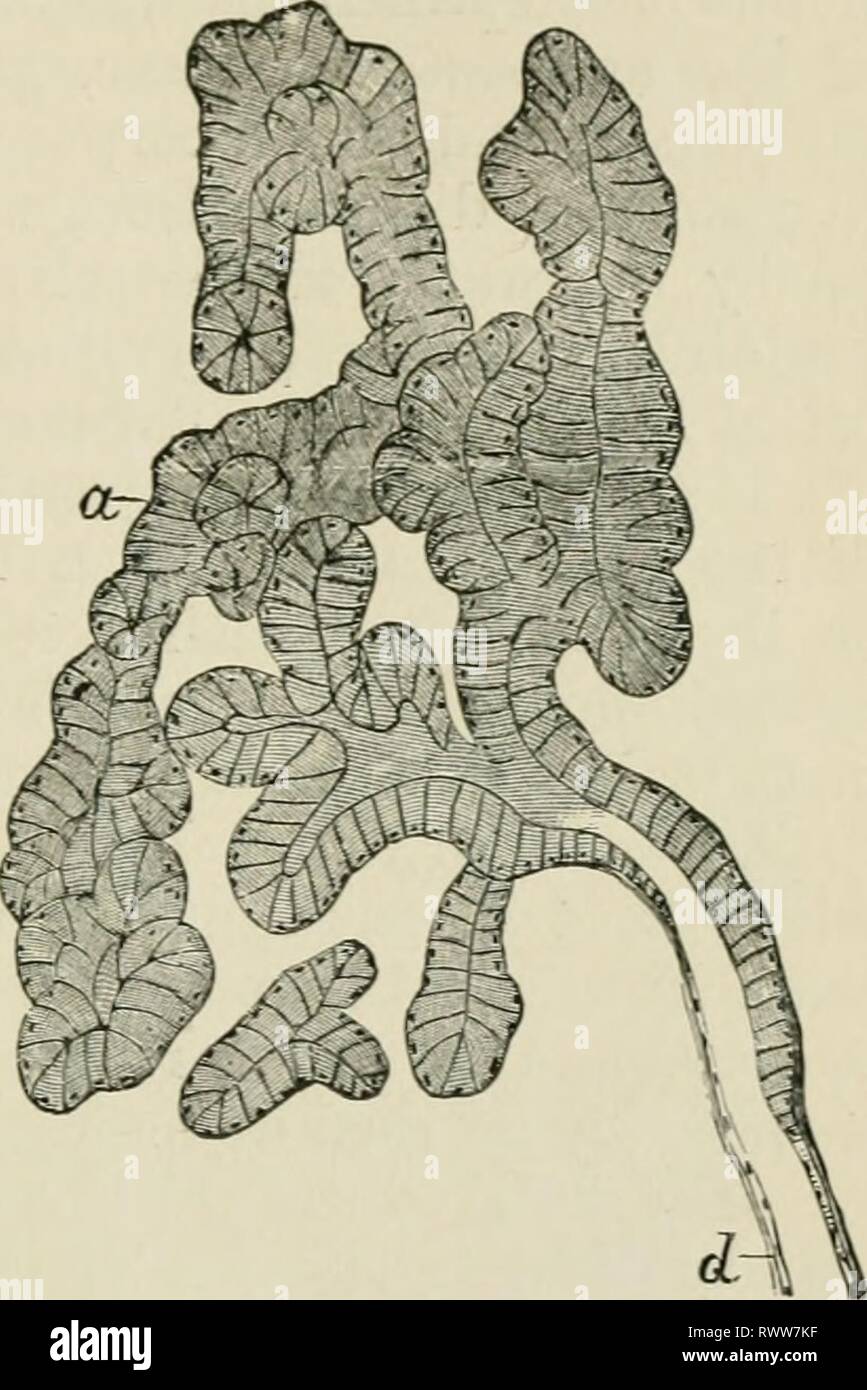 Cellules acini Banque de photographies et d’images à haute résolution ...