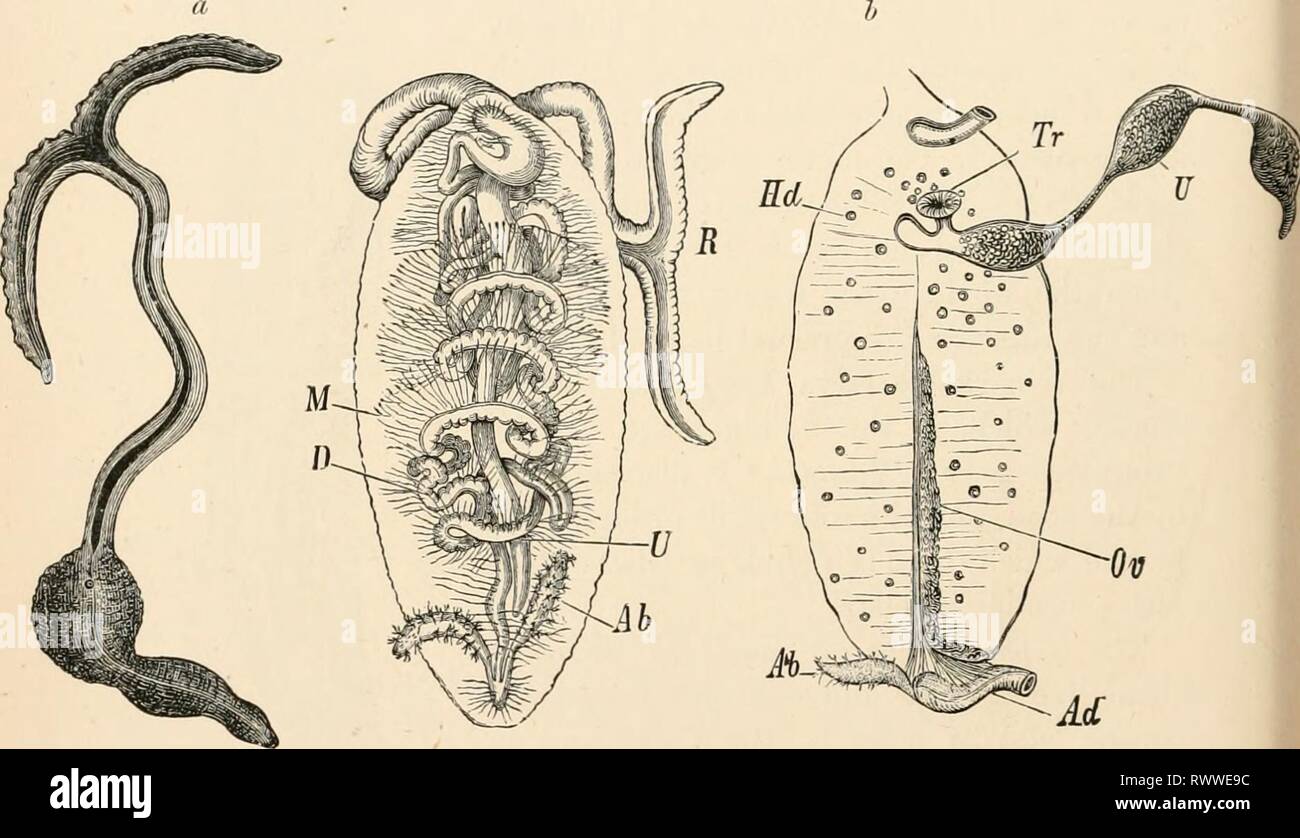 Segmentation animal Banque de photographies et d’images à haute ...