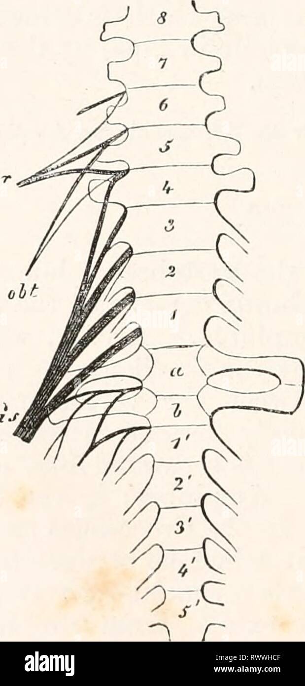 Éléments de l'anatomie comparée (1878) Éléments d'anatomie comparative ...