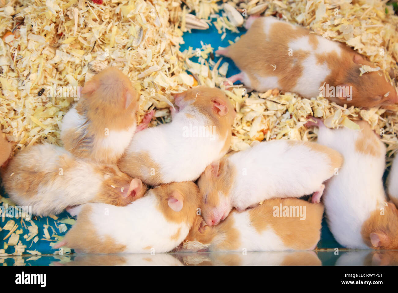 Golden hamster sleeping Banque de photographies et d’images à haute ...