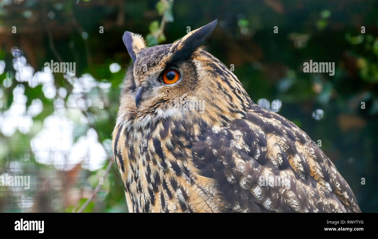 Un Bubo bubo ou grand-duc avec de grands yeux et de plumes brunes. Le ...