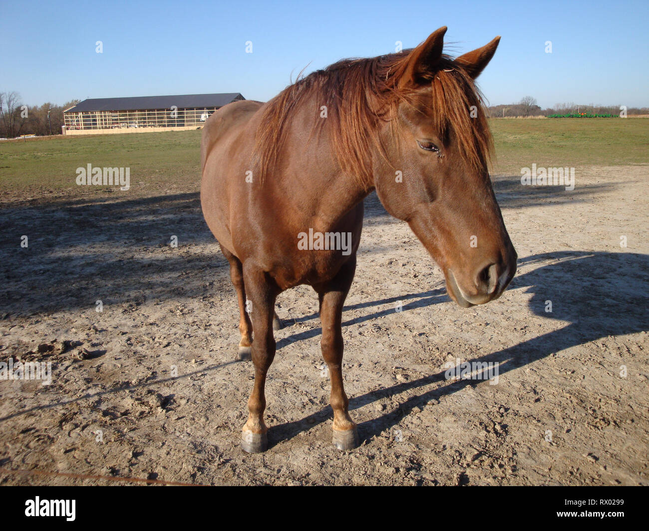 Cheval de champagne Banque de photographies et d’images à haute ...