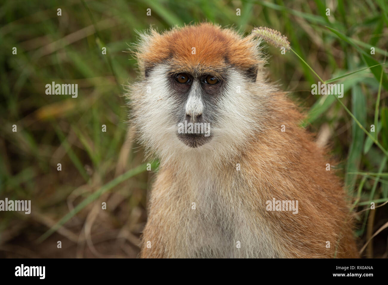 Patas Singe Erythrocebus Patas Banque d'image et photos - Alamy