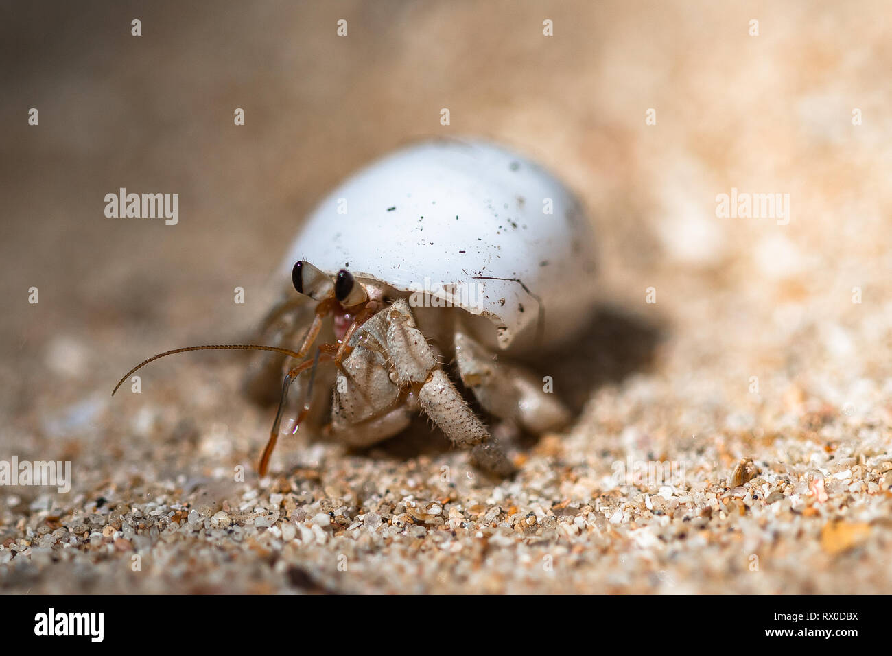 Petit crabe ermite blanc Banque de photographies et d’images à haute ...