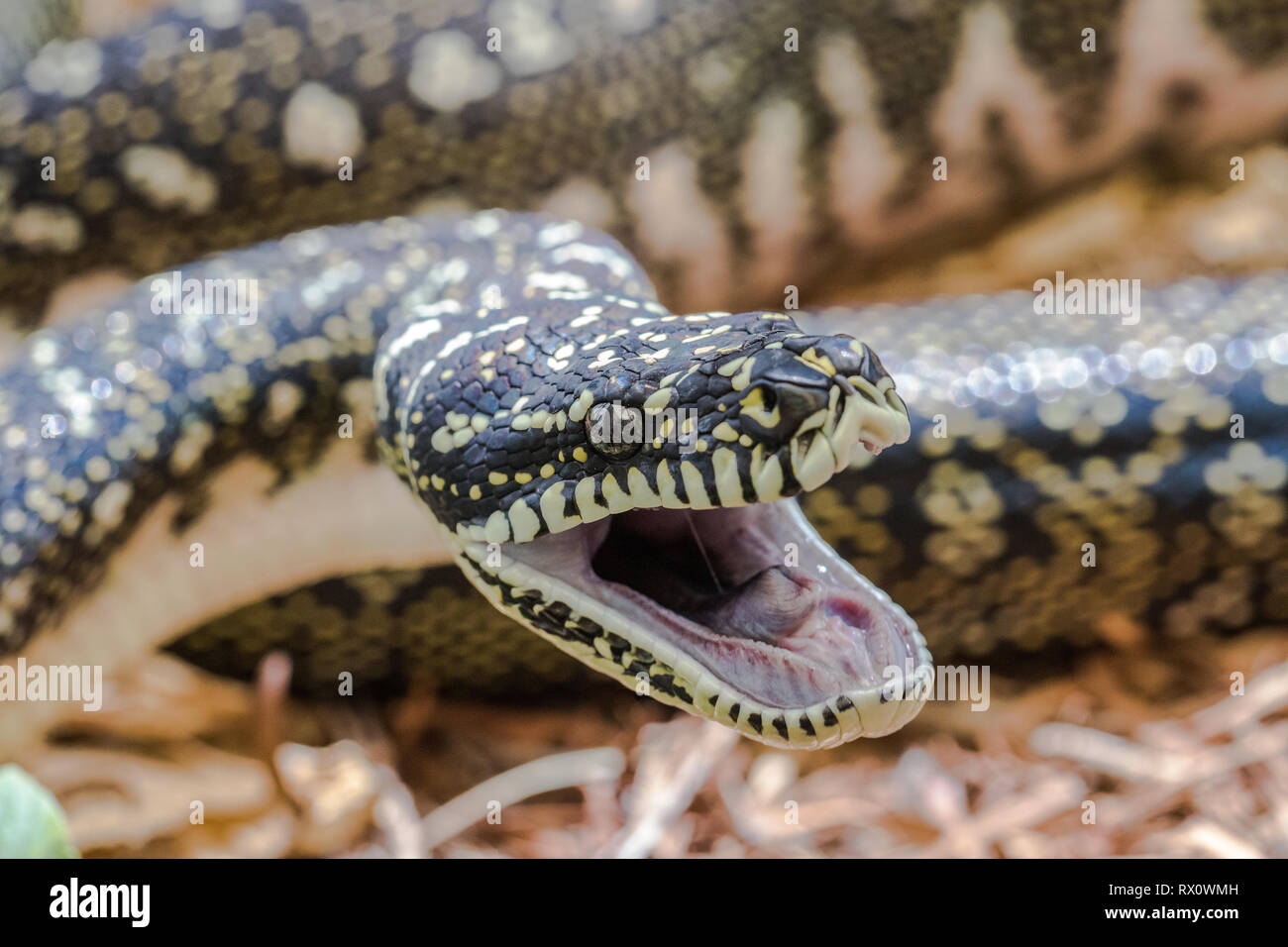 Python diamant Banque de photographies et d’images à haute résolution ...