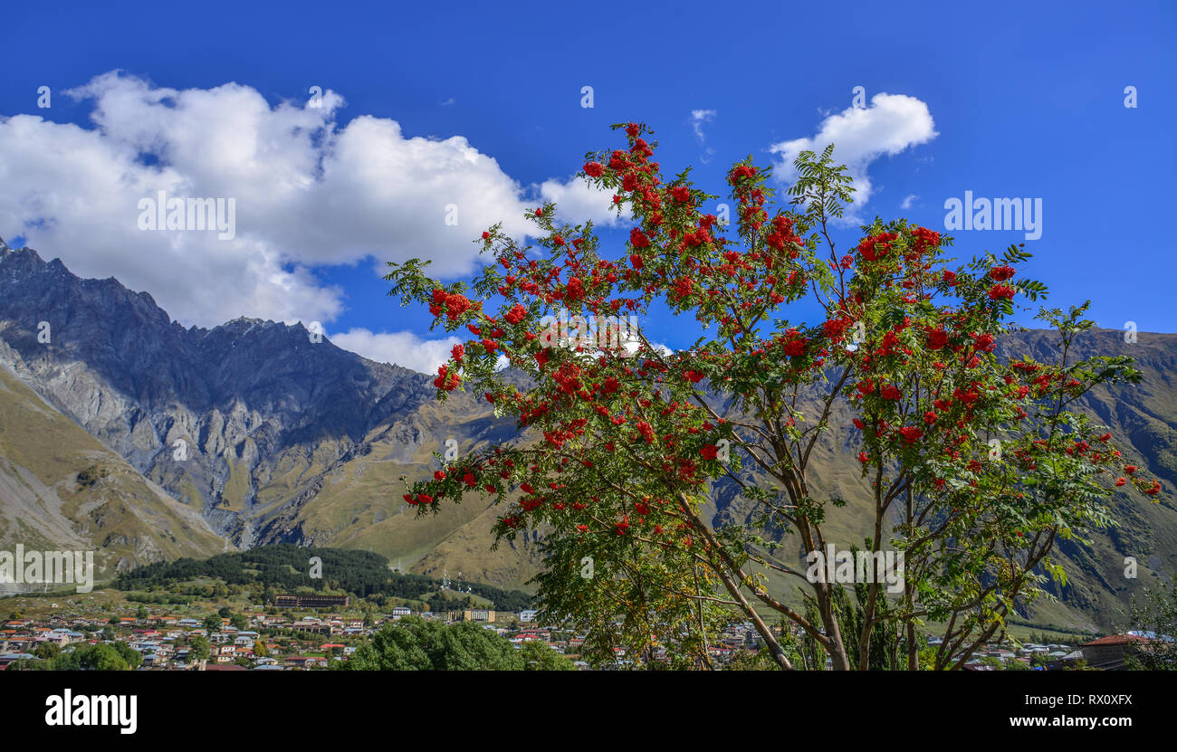 Arbre généalogique de fruits rouges sur les montagne de Kazbegi ...