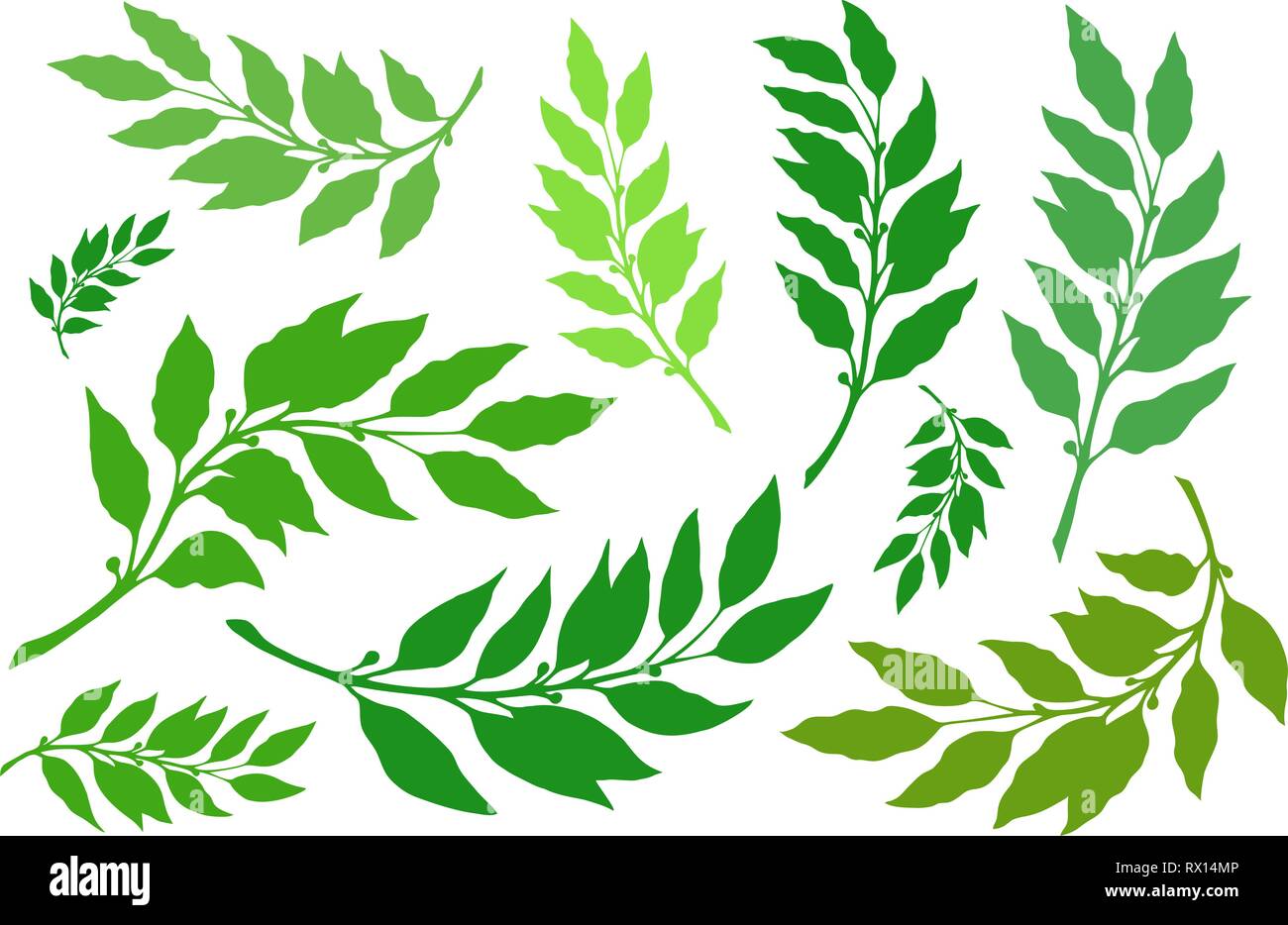 Plante de laurier Banque d'images vectorielles - Alamy