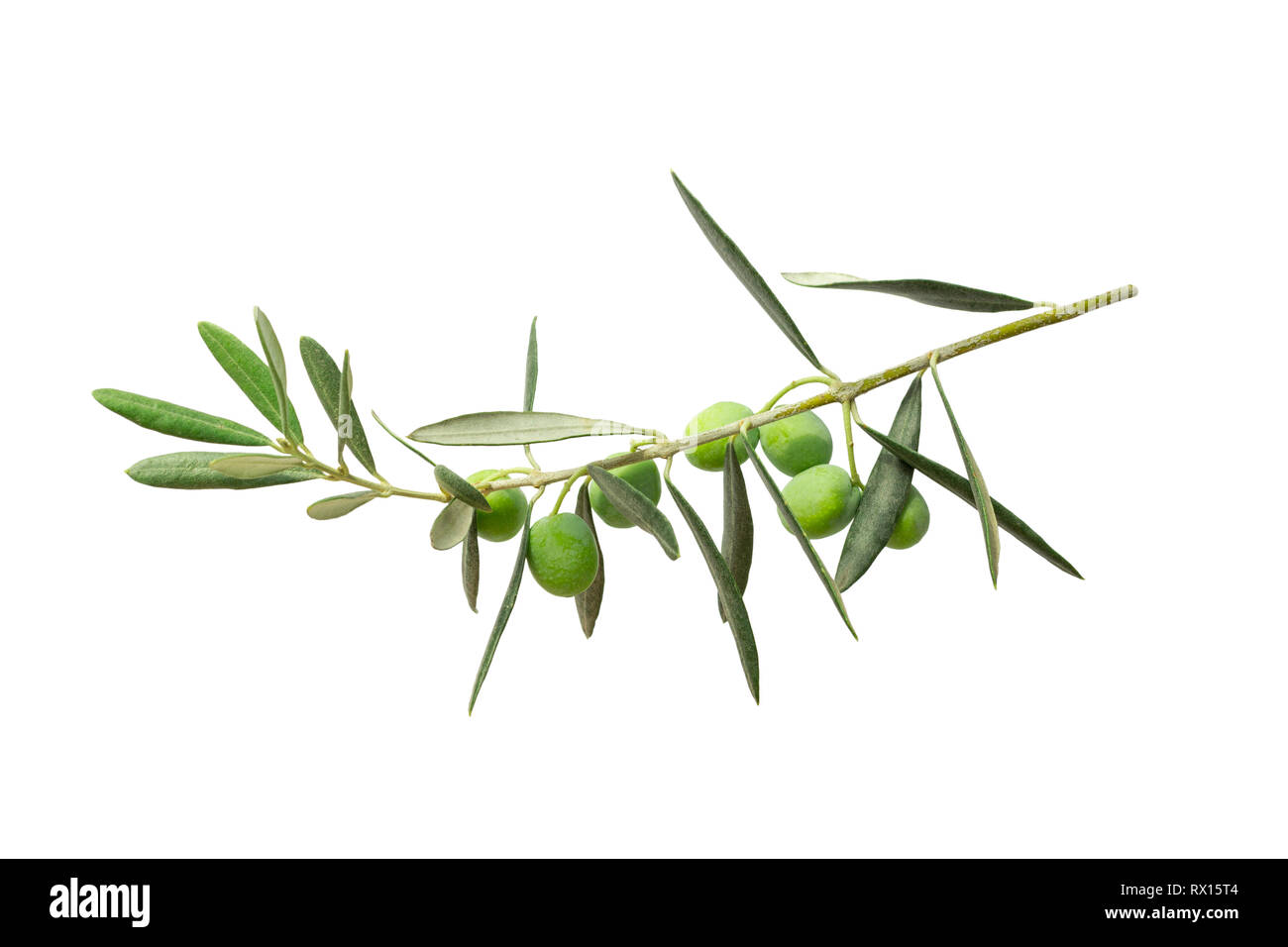 Rameau vert olive de branche d'arbre aux fruits rouges isolé sur fond ...