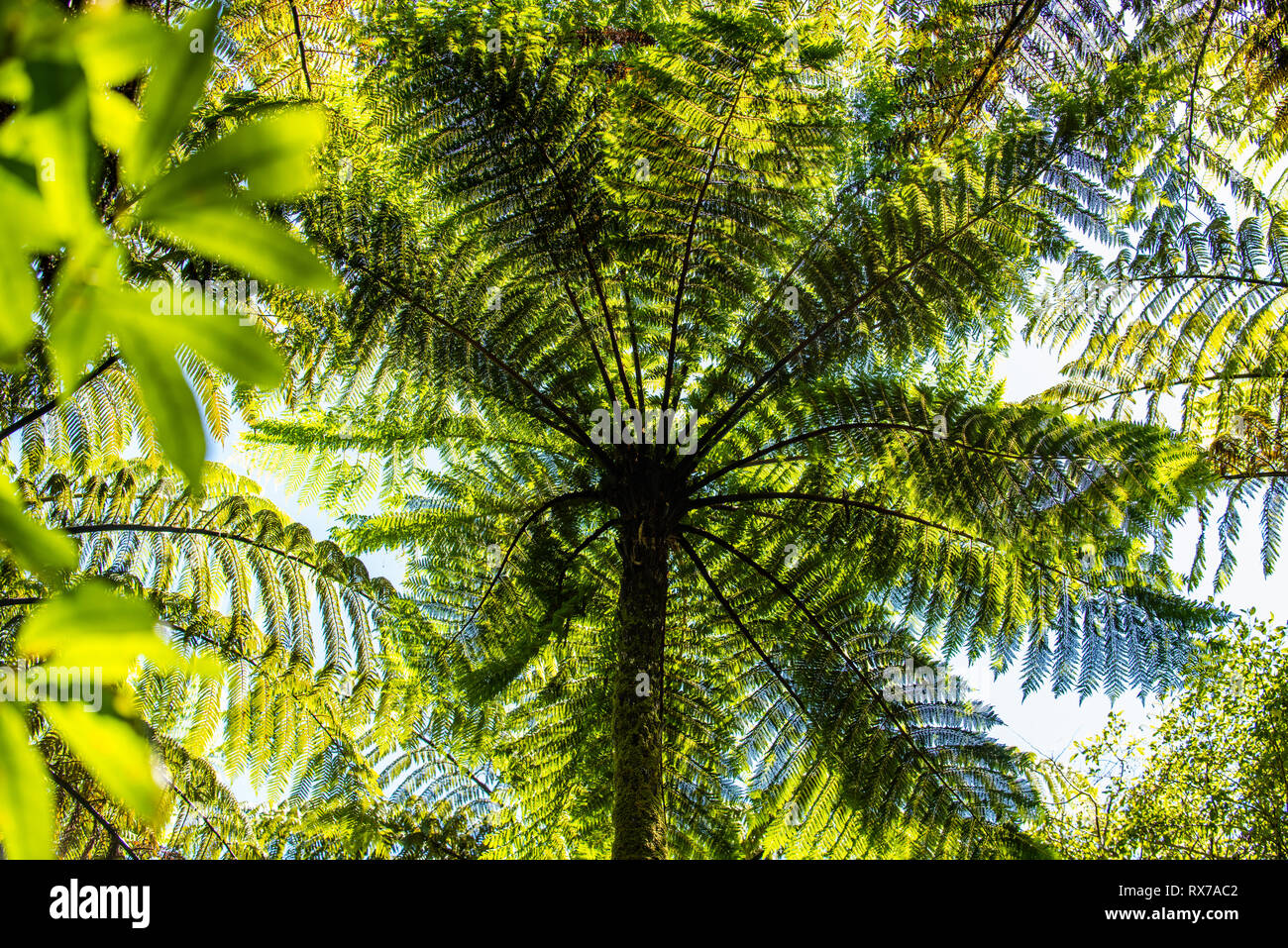 Silver tree fern silver fern ponga Banque de photographies et d’images ...