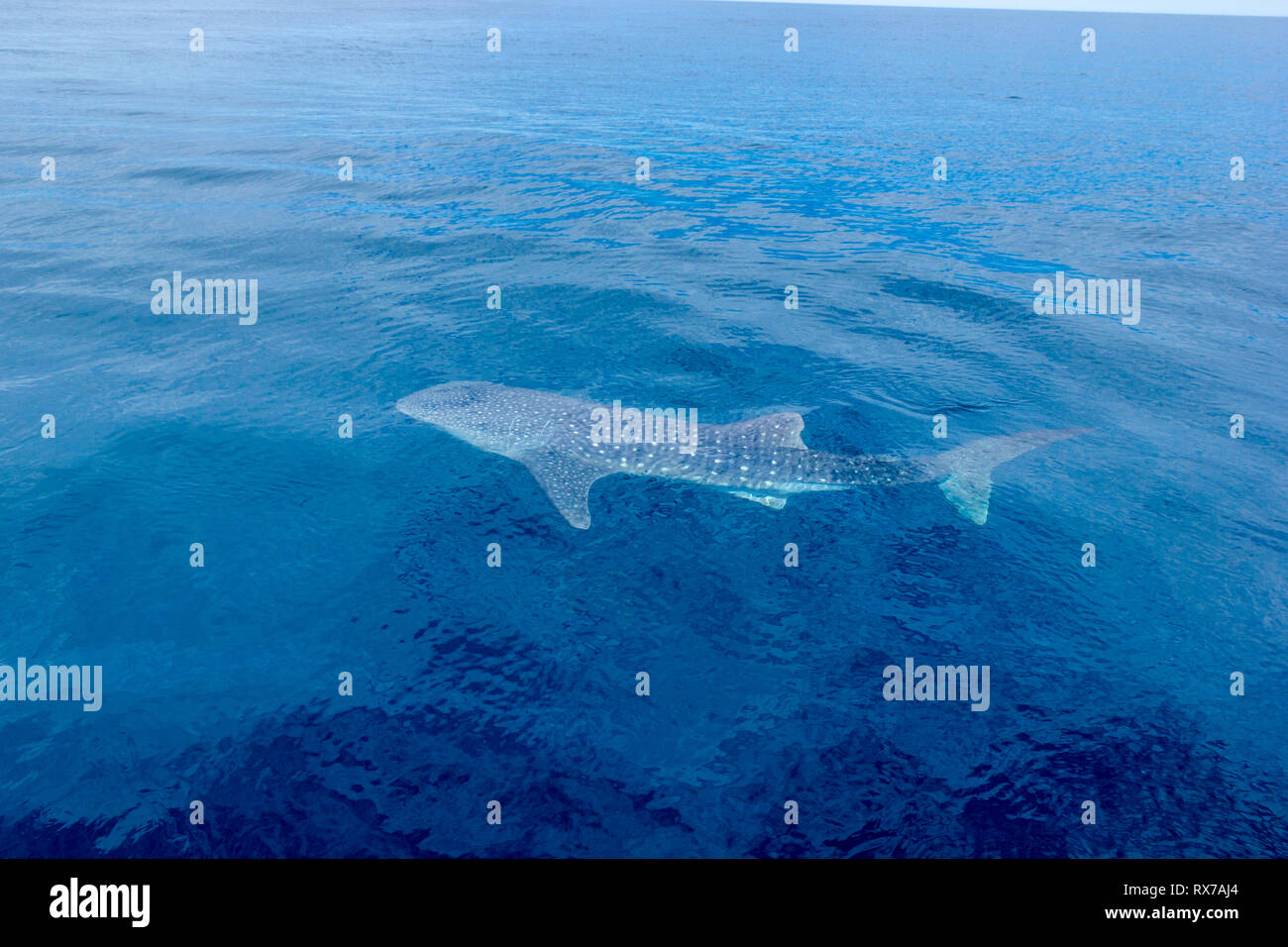 Poisson meunier de requin Banque de photographies et d’images à haute ...