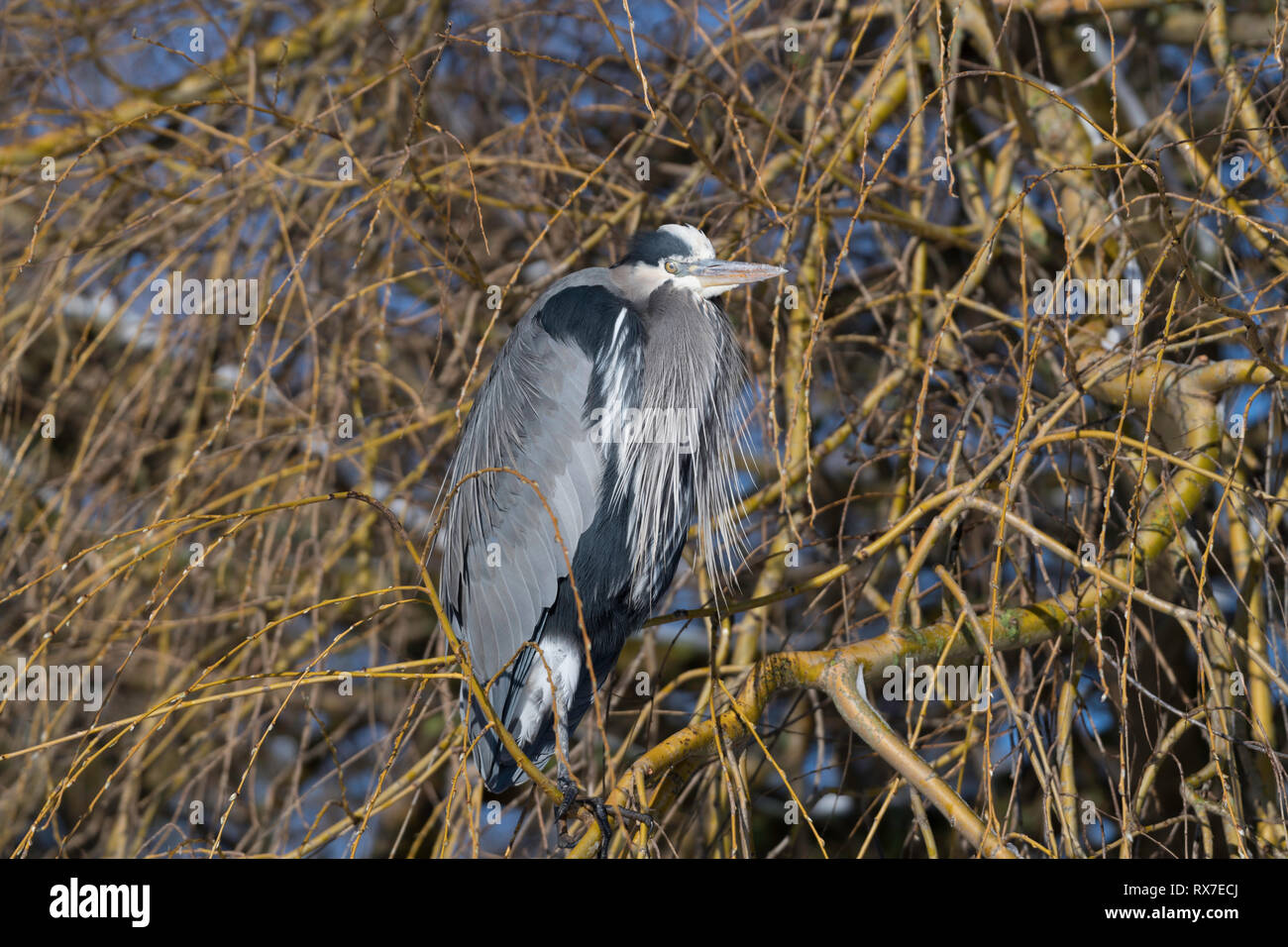 échassier oiseau Banque de photographies et d’images à haute résolution ...