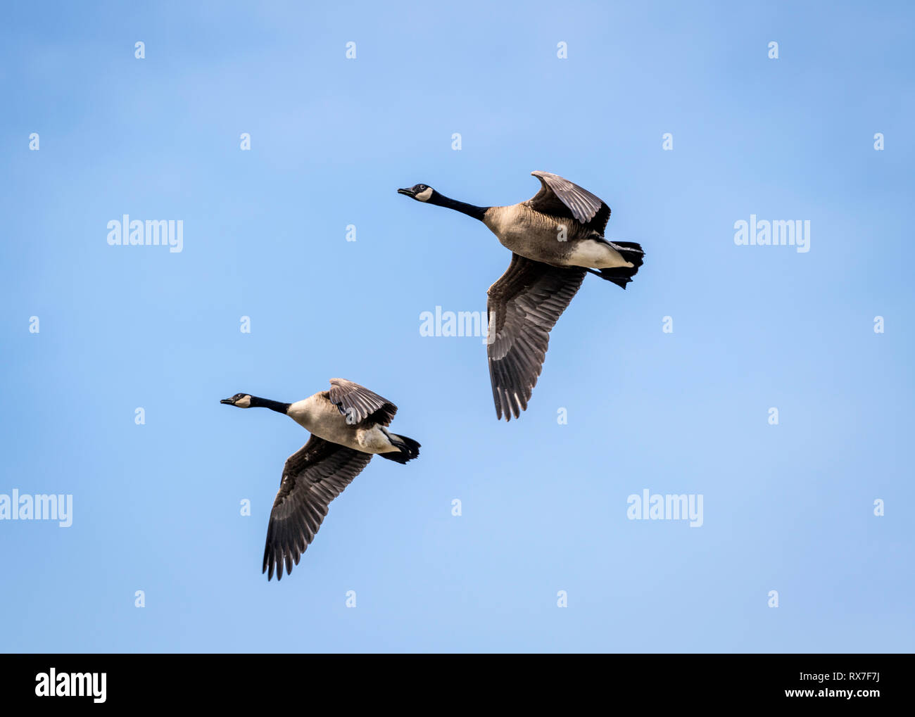 Vol de bernaches du canada Banque de photographies et d’images à haute ...