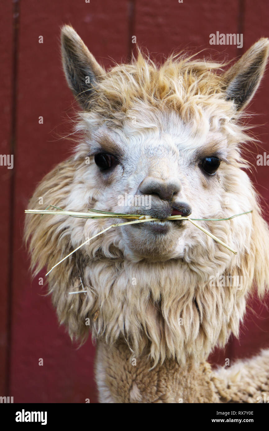 Lama animal Banque de photographies et d’images à haute résolution - Alamy