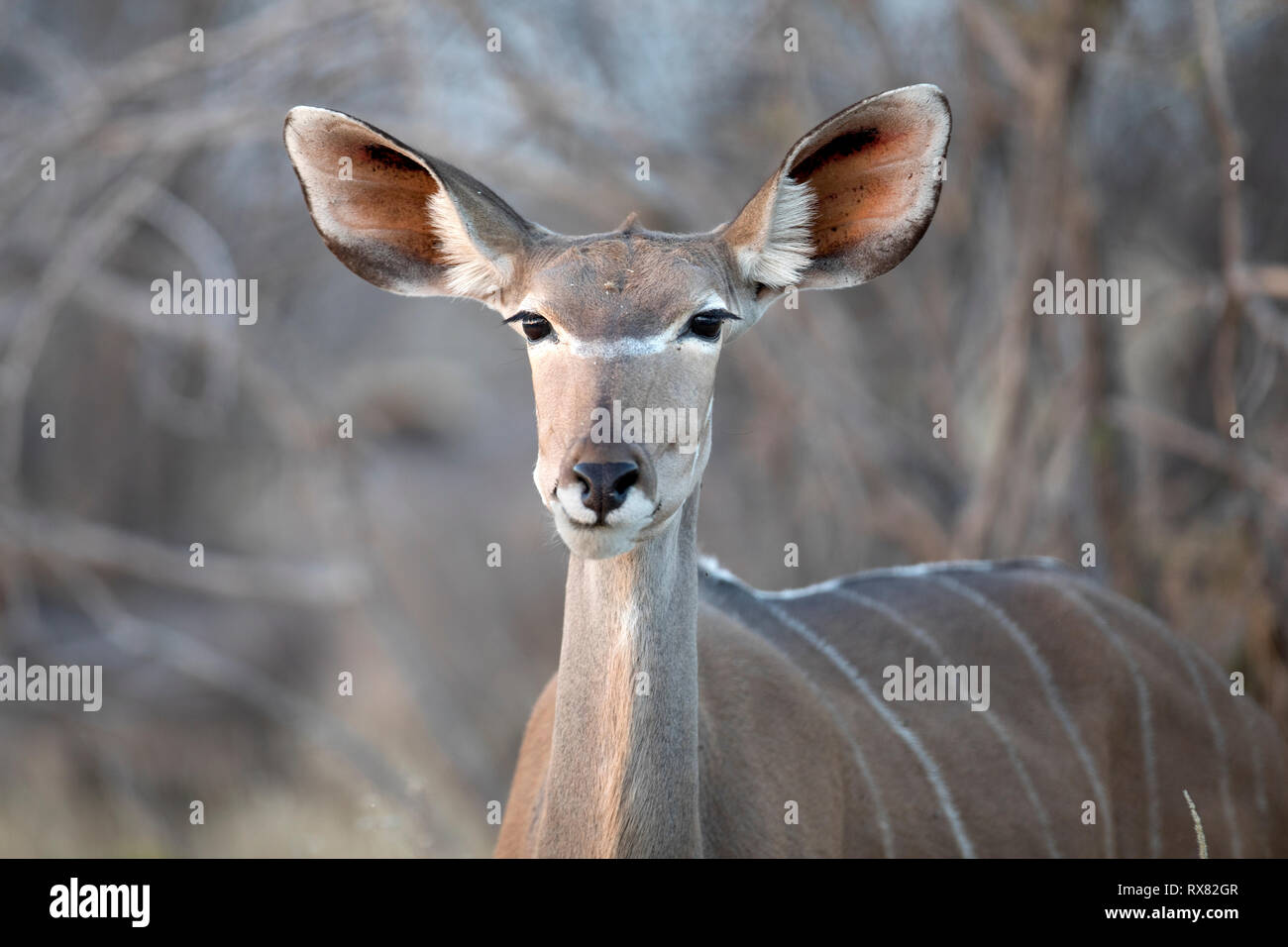 Troupeau de koudou Banque de photographies et d’images à haute ...