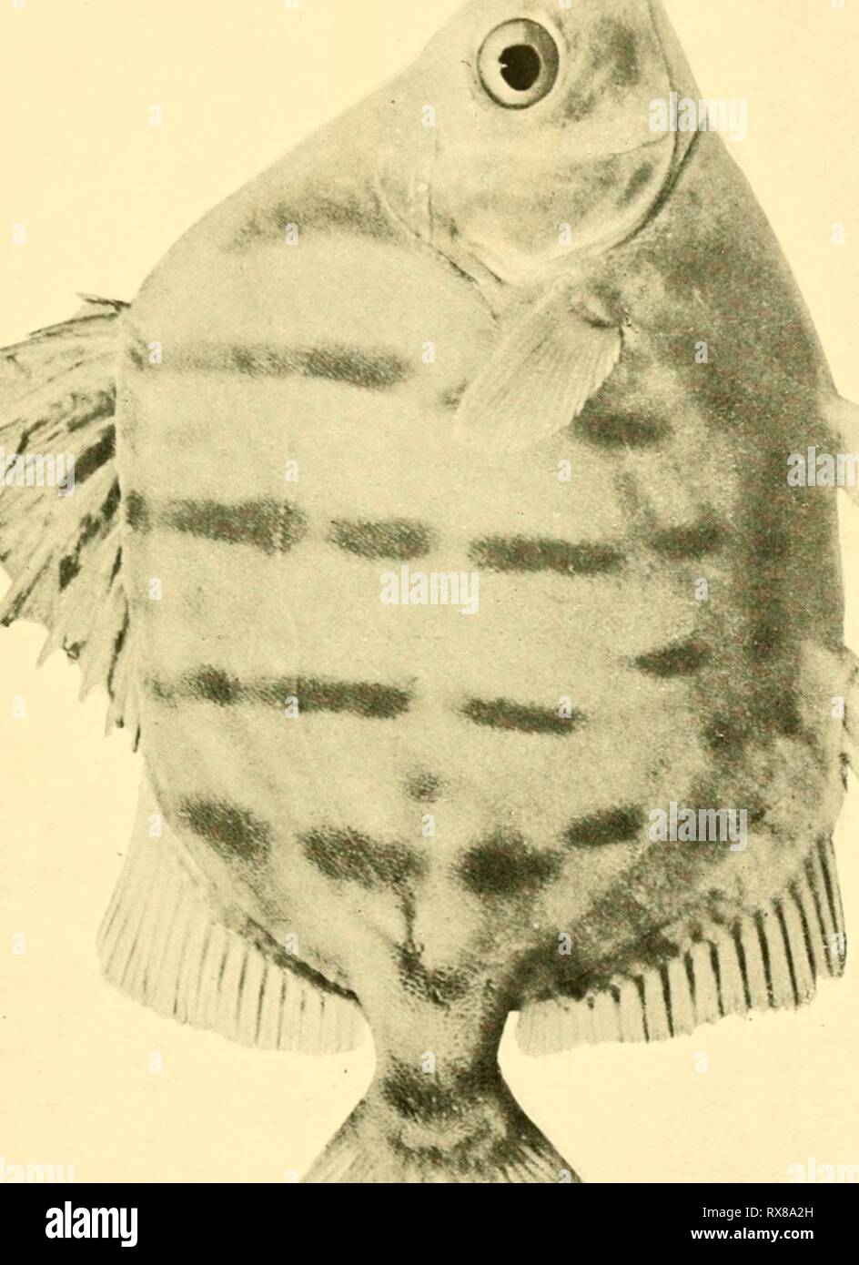 Les poissons comestibles de nouveau les poissons comestibles de la ...
