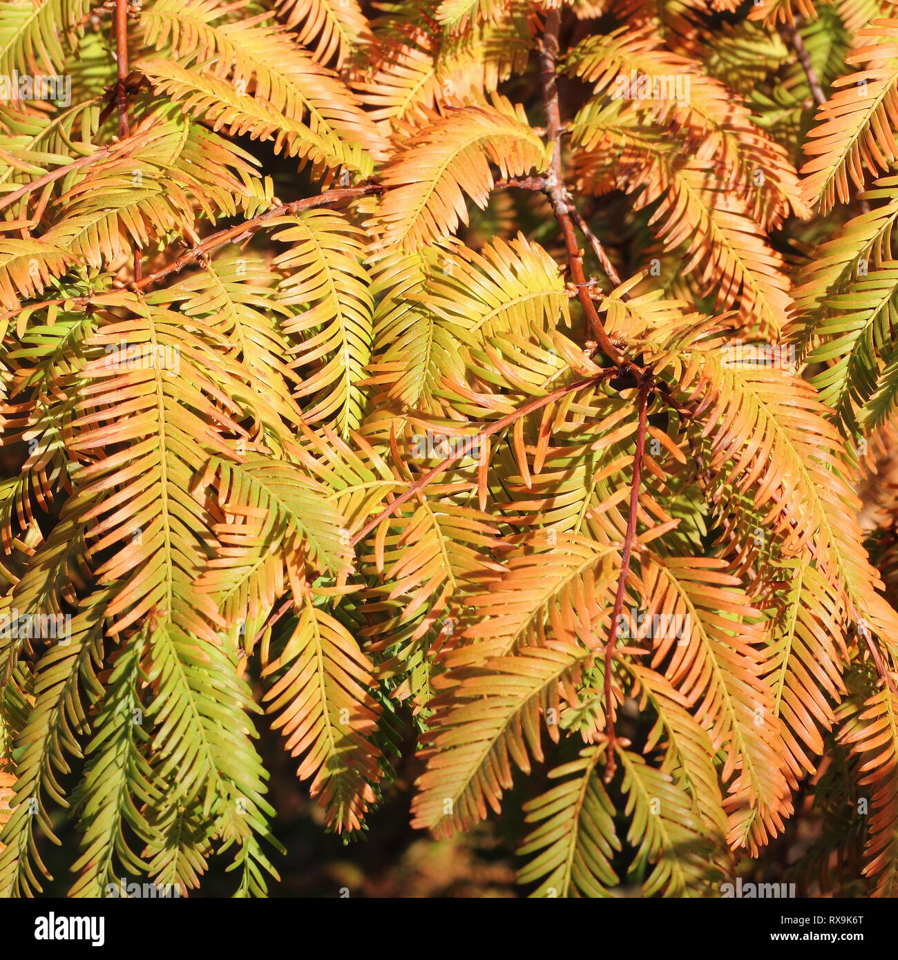 Arborescence Des Branches Banque d'image et photos - Alamy