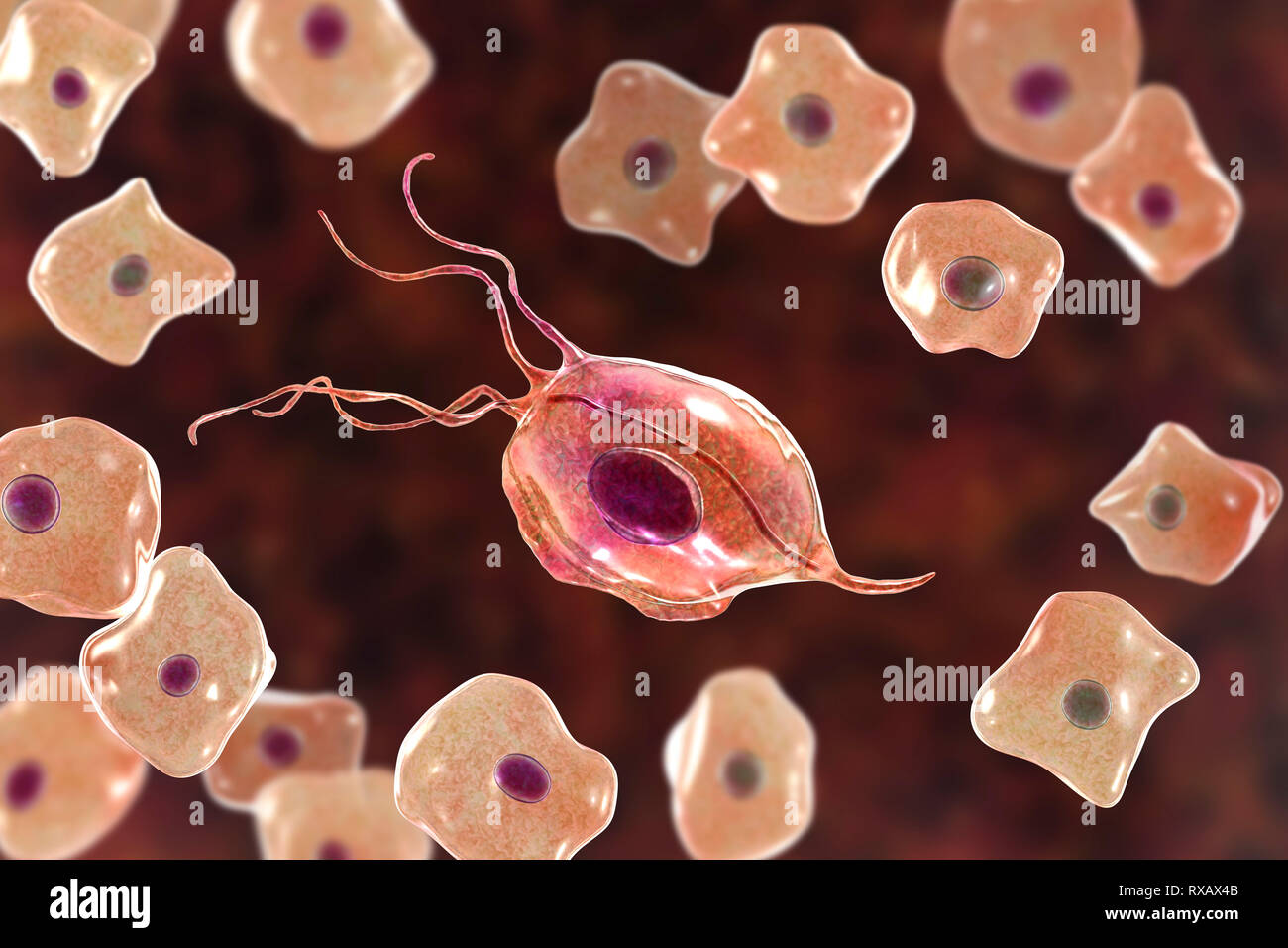 Trichomonas microscope Banque de photographies et d’images à haute ...