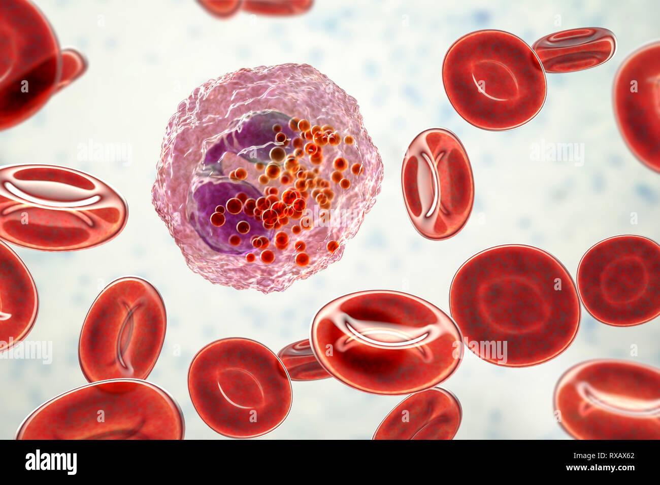 White blood cell microscope Banque de photographies et d’images à haute ...