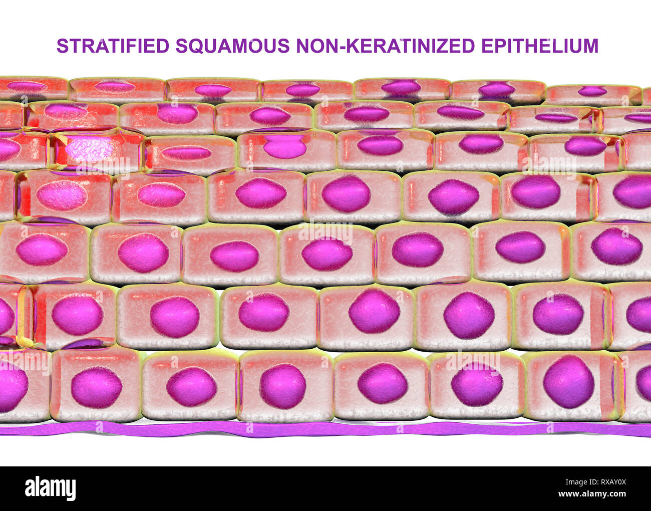 Stratified Squamous Epithelium Banque d'image et photos - Alamy