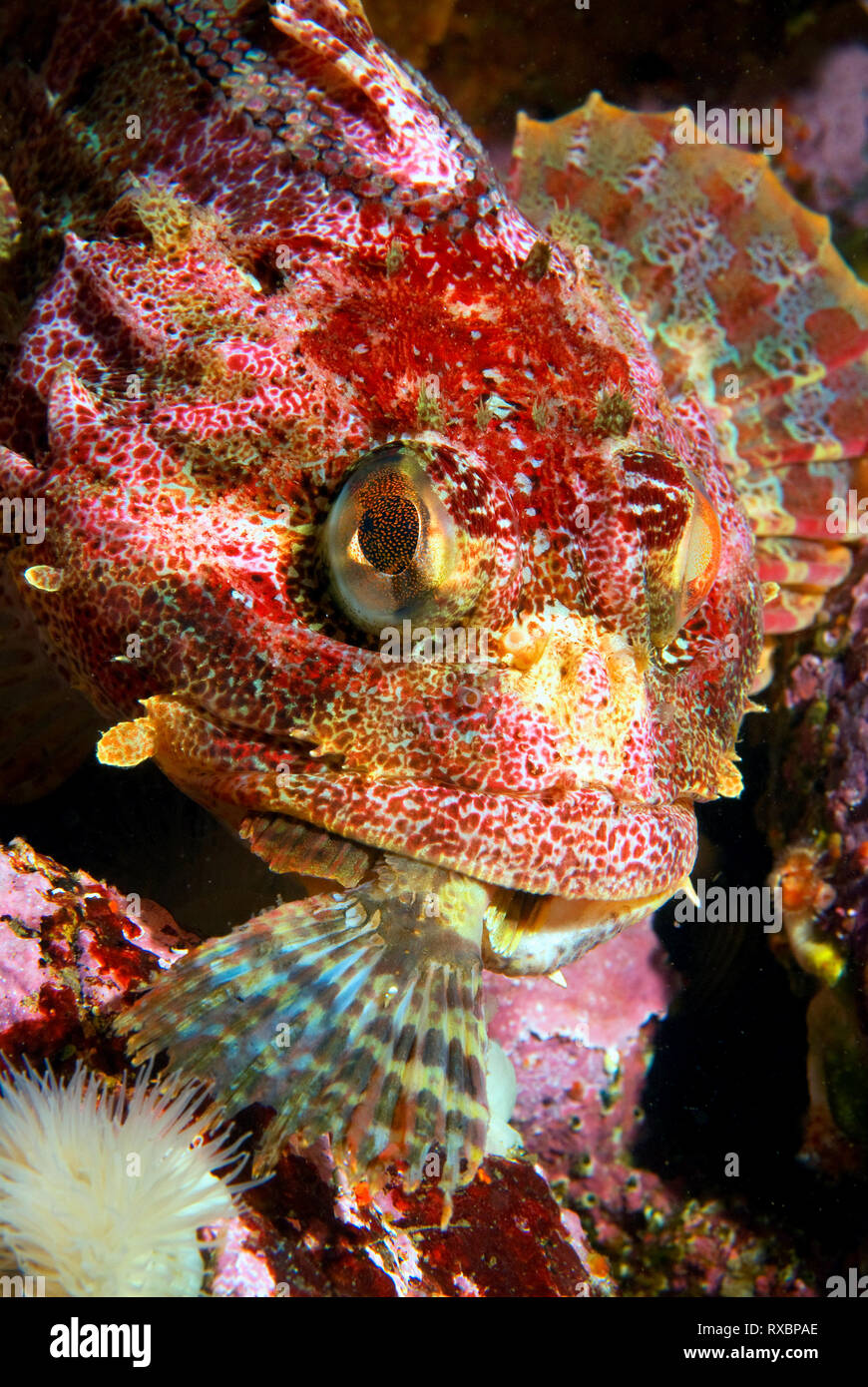 Poisson chabot Banque de photographies et d’images à haute résolution ...
