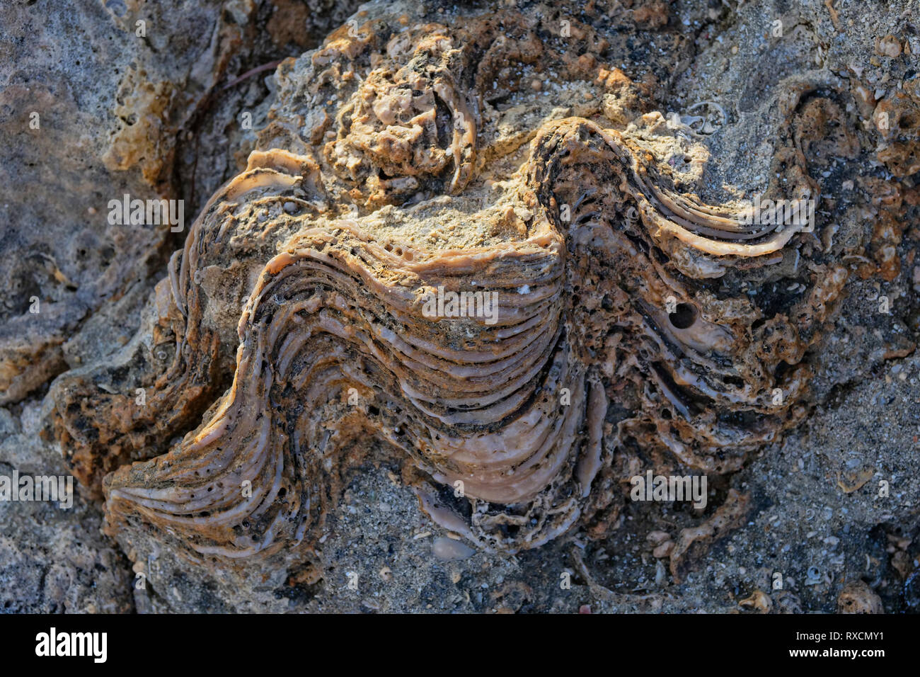 Coquille de carbonate de calcium naturel Banque de photographies et d ...