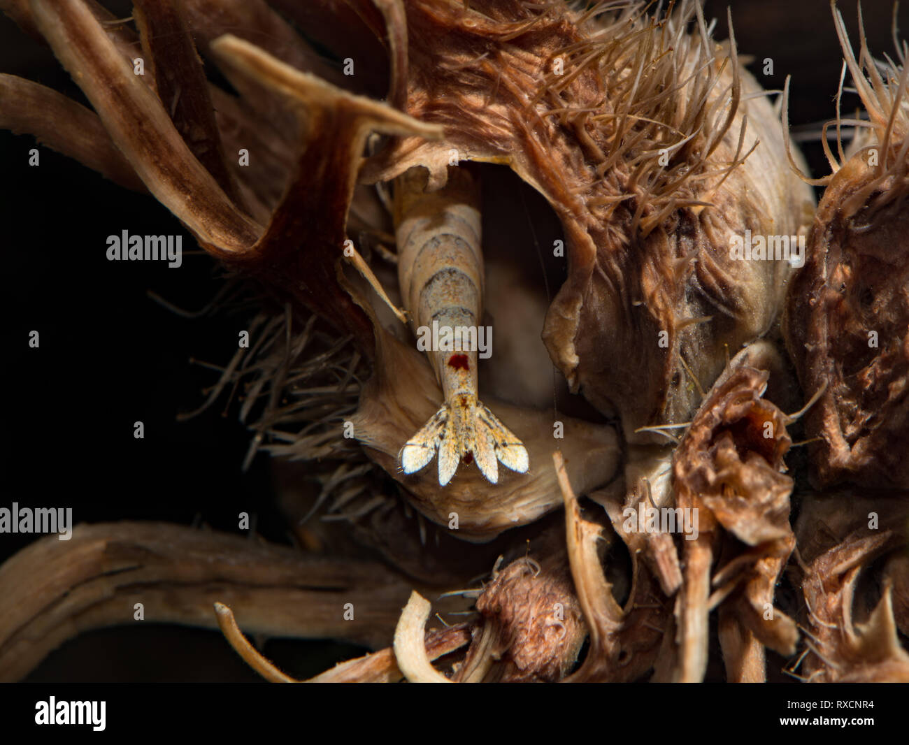 Crevette de roche sous l'eau Banque de photographies et d’images à ...