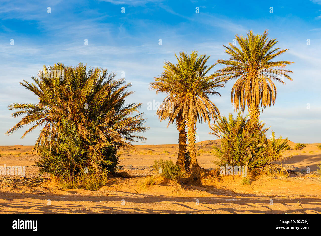 Palmier en désert du Sahara, oasis au milieu du désert Photo Stock - Alamy