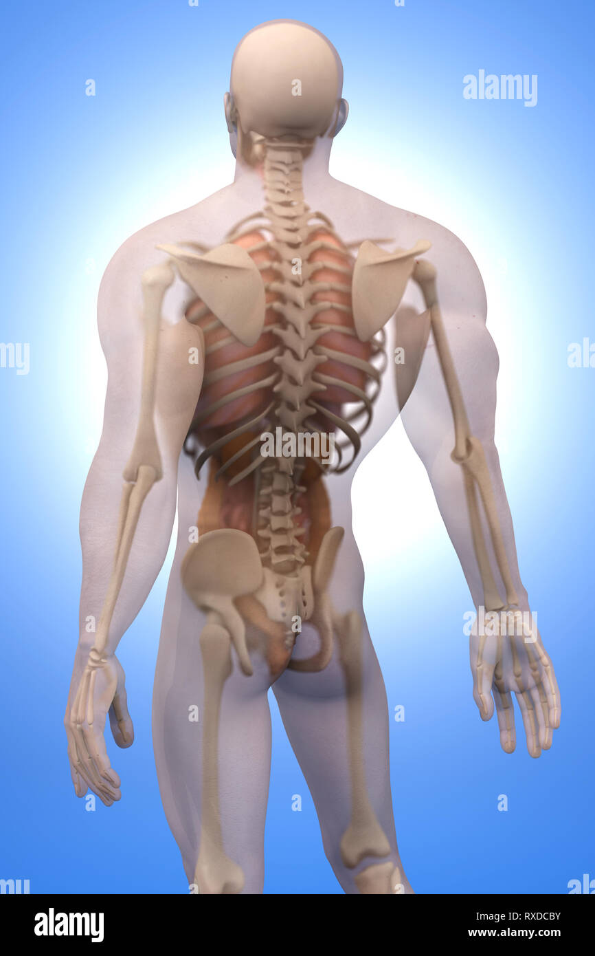 La 3D de l'anatomie humaine. Les organes internes dans un corps de l ...