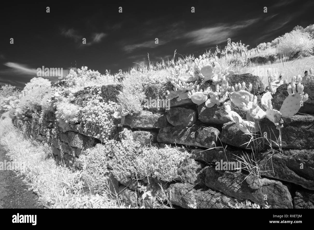 Plantes infrarouge noir et blanc cactus opuntia à un mur de pierre avec ...