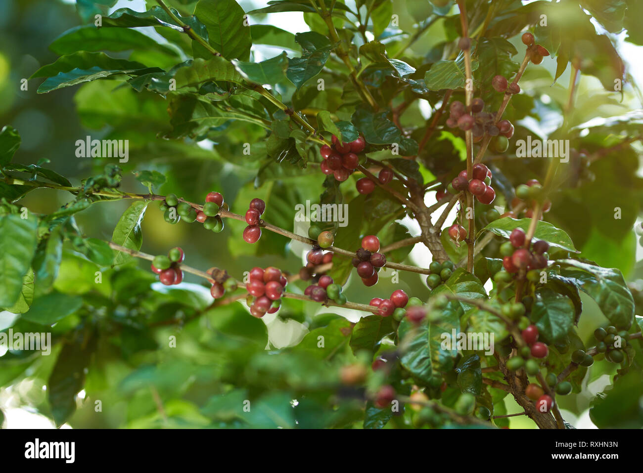 Plante arbre cafe Banque de photographies et d’images à haute ...