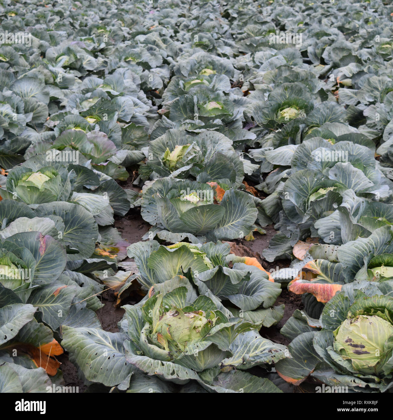 Champ de choux. Culture du chou dans un terrain ouvert dans le domaine ...