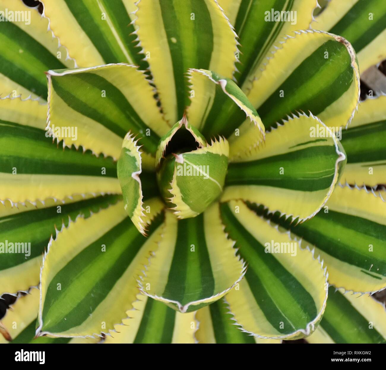 Plante ronde avec des épines Banque de photographies et d’images à ...