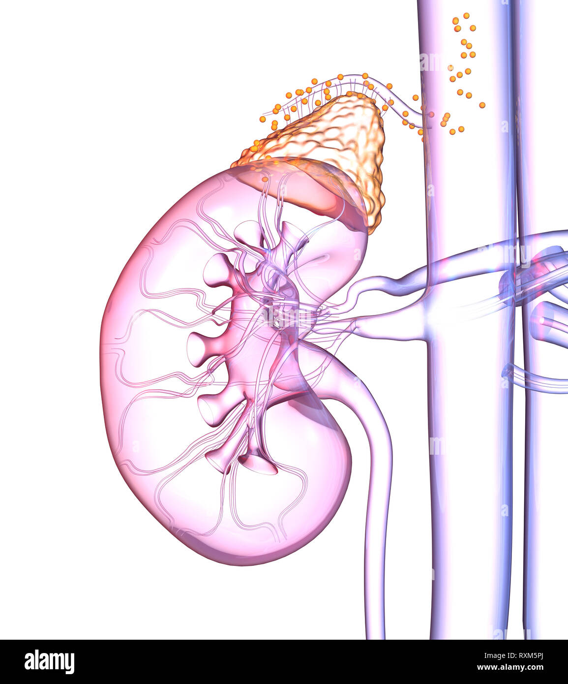 Glande surrénale Banque de photographies et d’images à haute résolution ...