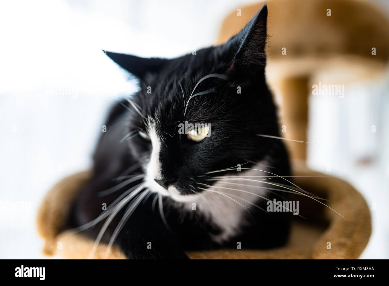 Chat Noir Et Blanc Banque d'image et photos - Alamy