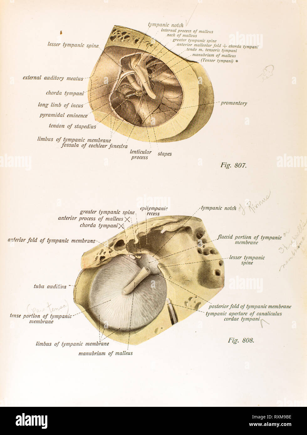 Anatomie de l'oreille Banque de photographies et d’images à haute ...