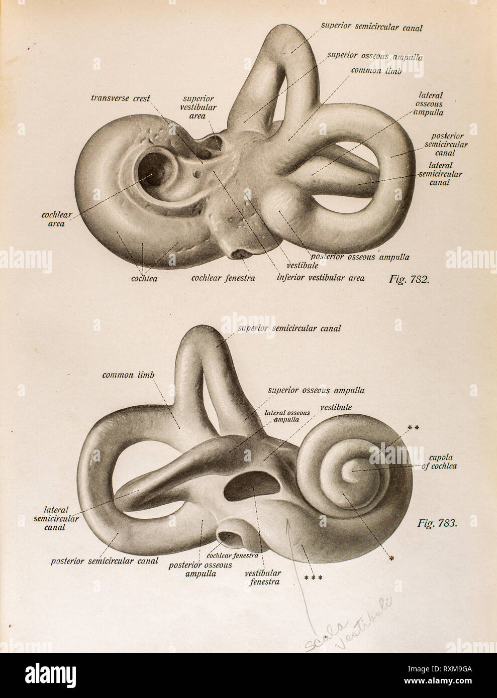 Structures sensorielles de l'oreille interne Banque de photographies et ...
