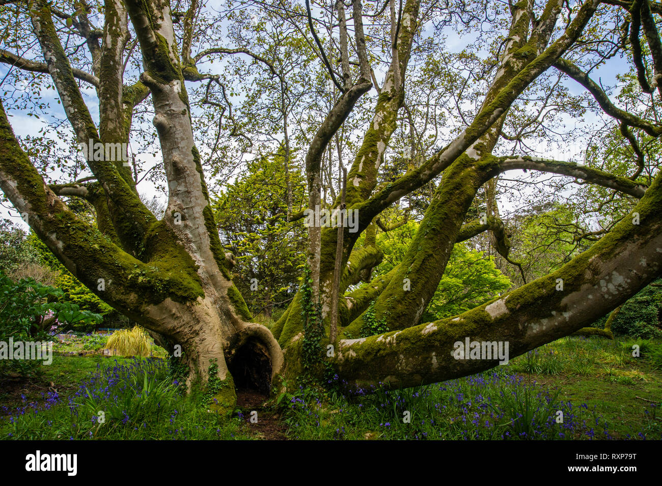 Magnolia x veitchii peter veitch Banque de photographies et d’images à ...