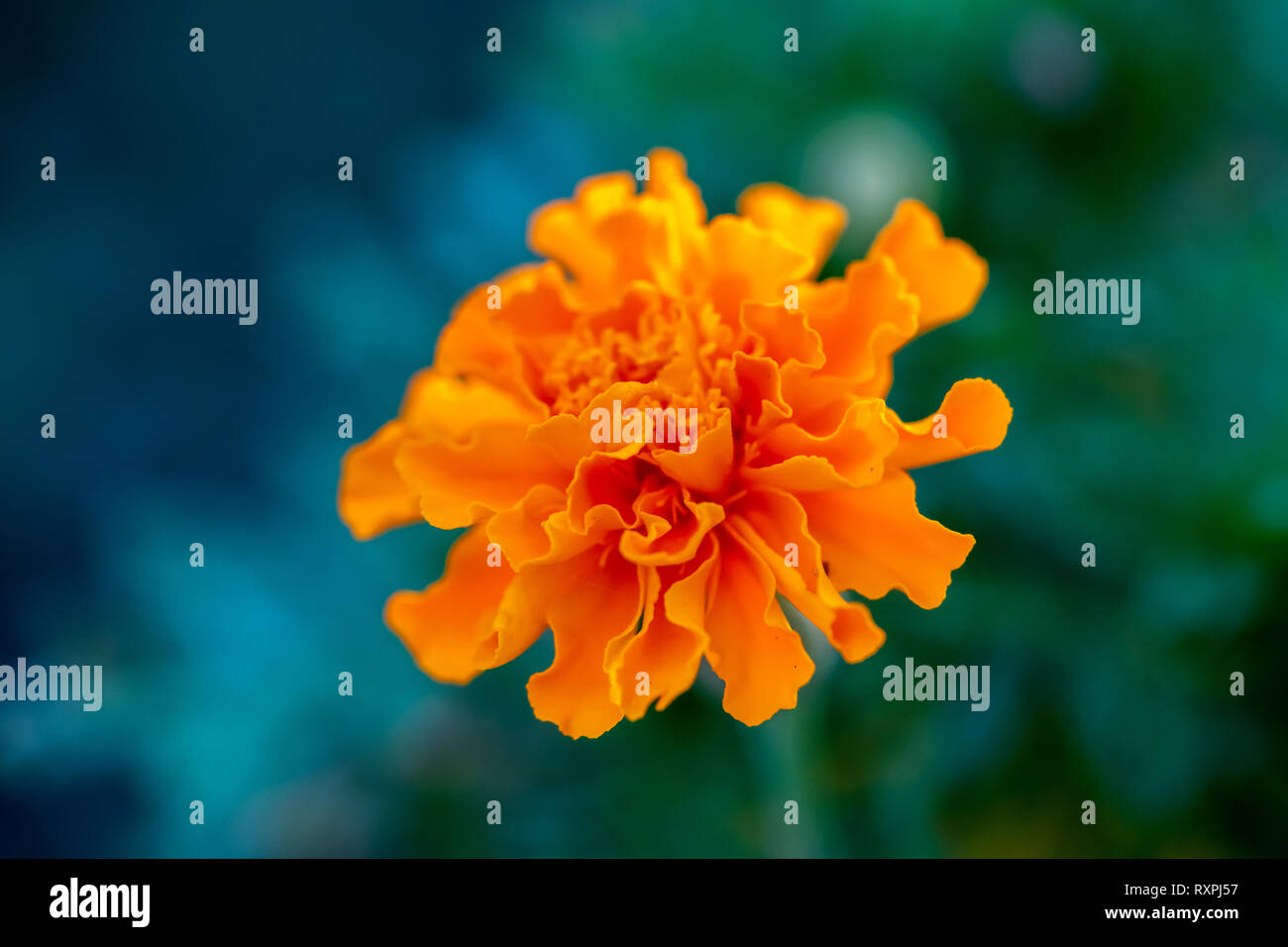 Fleur de girofle Banque de photographies et d’images à haute résolution ...