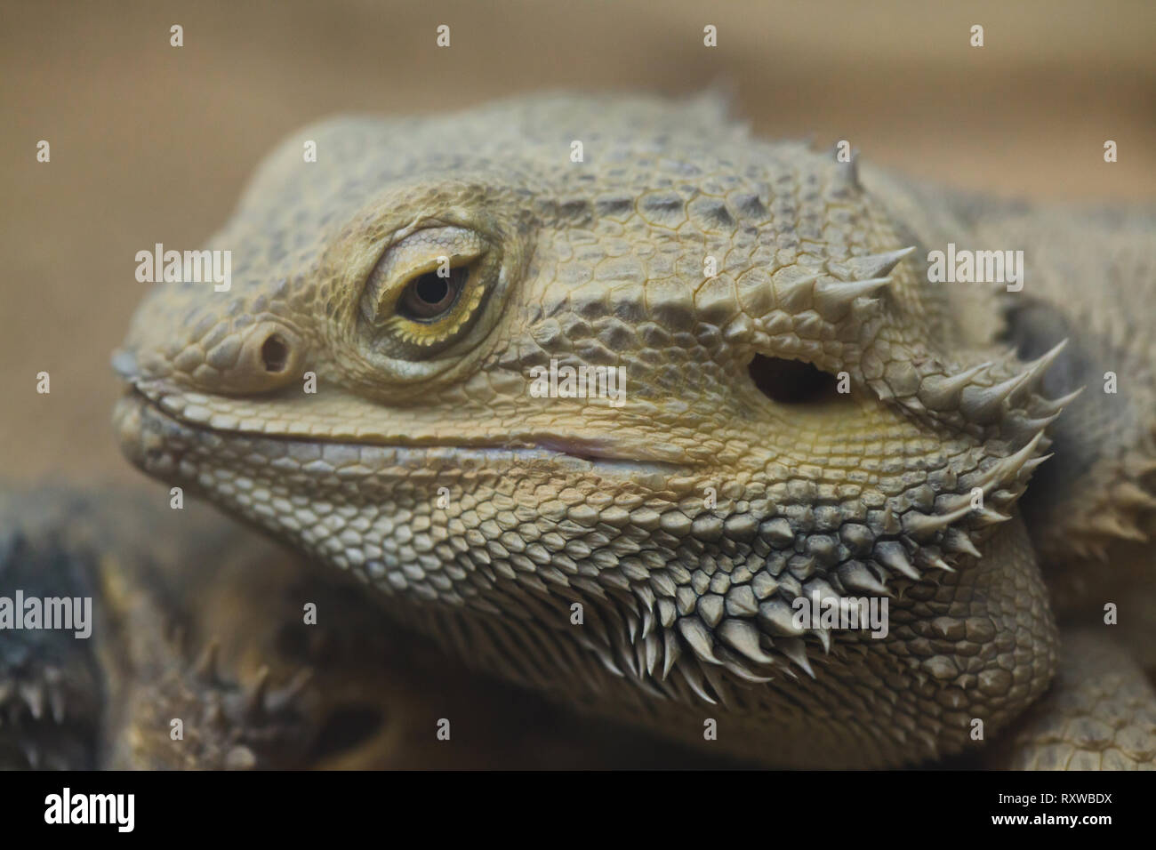 Dragon barbu australien Banque de photographies et d’images à haute ...