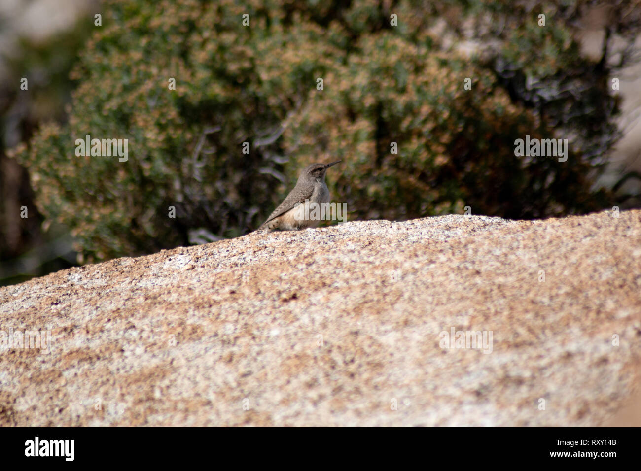 Rocher commun Banque de photographies et d’images à haute résolution ...