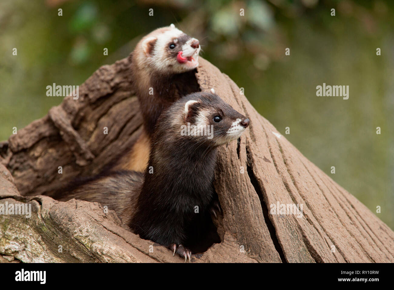 Putorius putorius Banque de photographies et d’images à haute ...