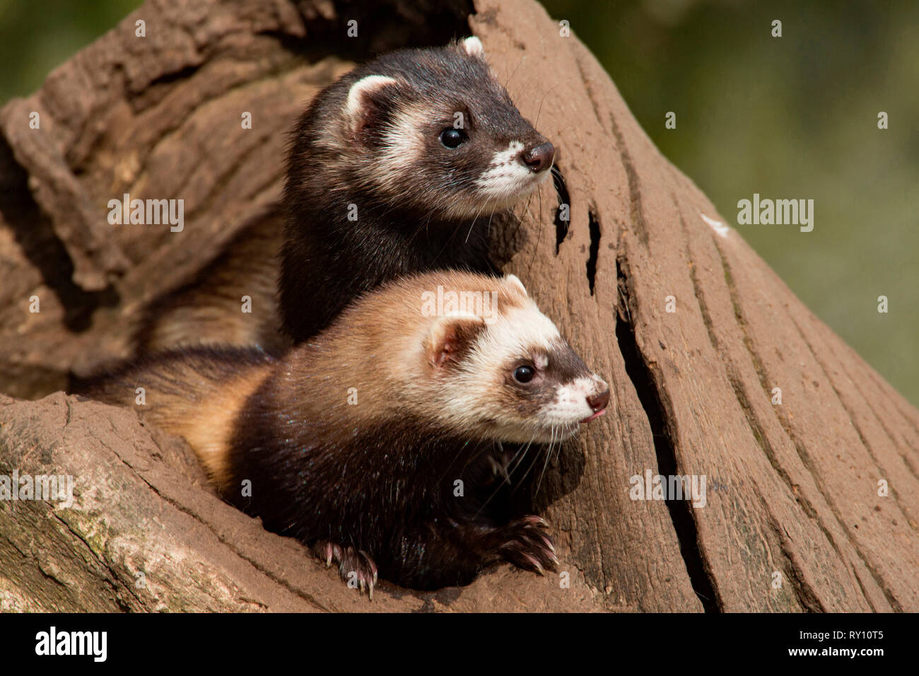 Putorius putorius Banque de photographies et d’images à haute ...