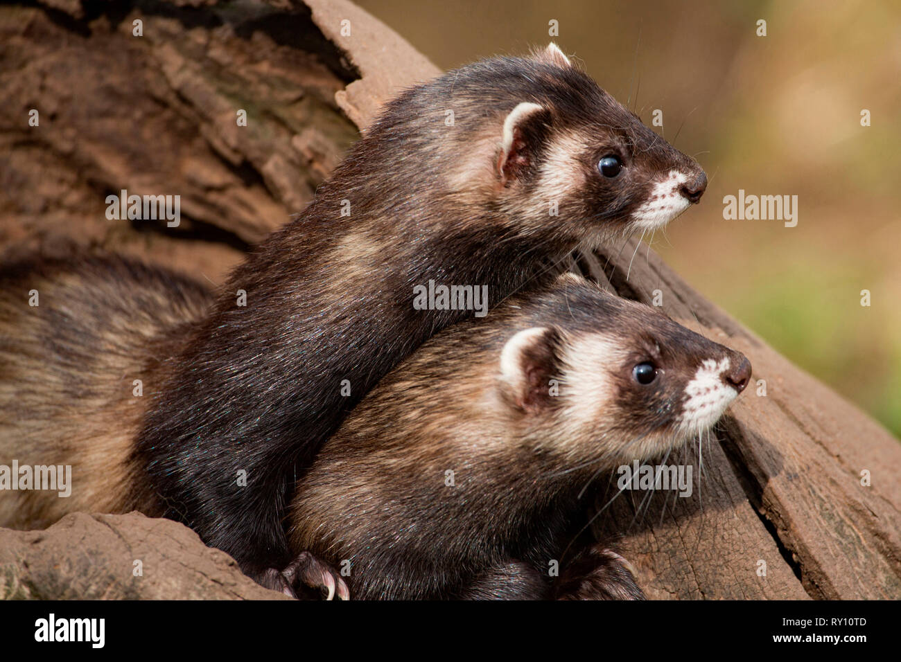 Putorius putorius Banque de photographies et d’images à haute ...