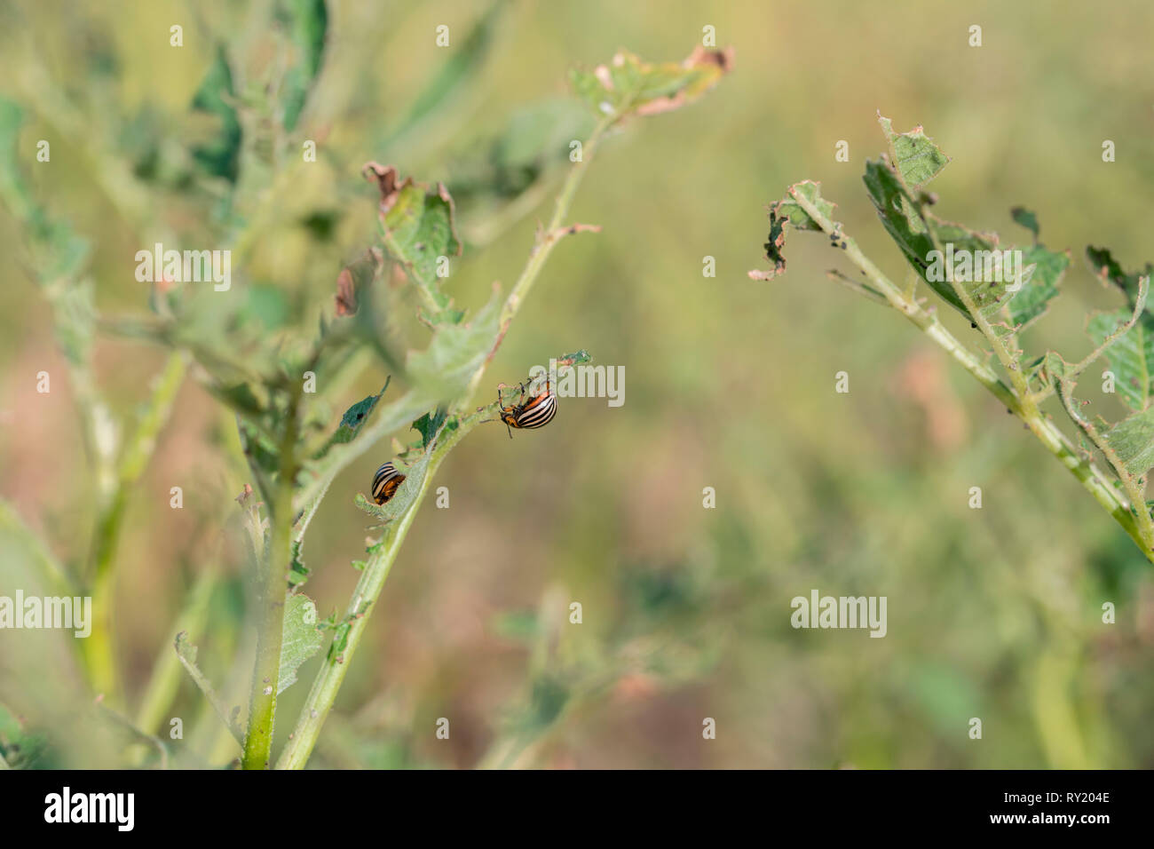 Doryphore polyclète Banque de photographies et d’images à haute ...